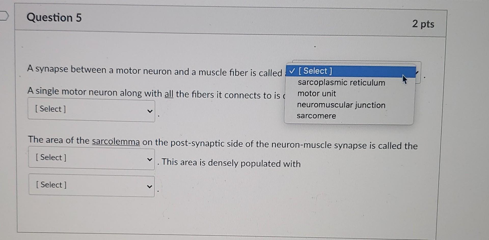 Solved Question 5 2 pts A synapse between a motor neuron and | Chegg.com