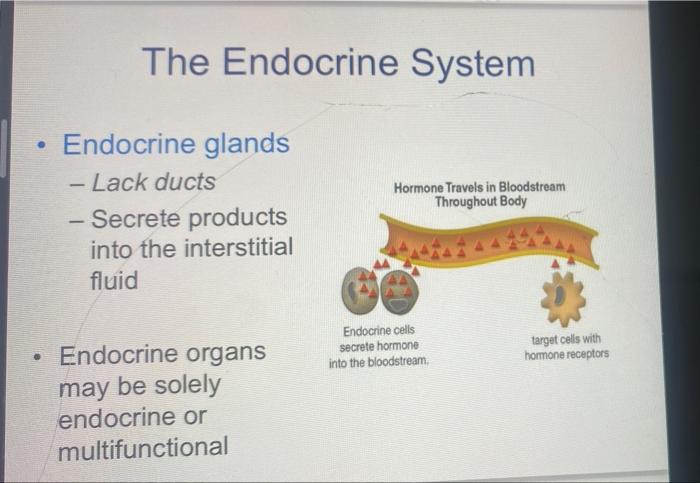 Solved The Endocrine System . Endocrine glands - Lack ducts | Chegg.com