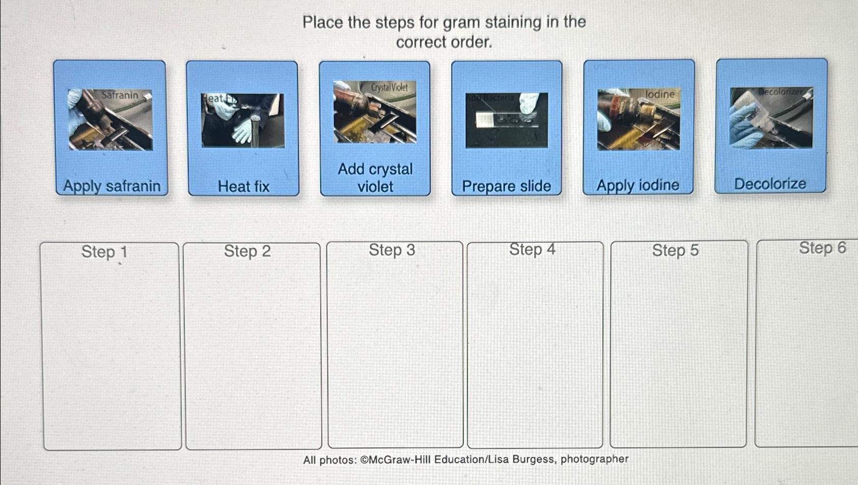 Solved Place the steps for gram staining in the correct | Chegg.com