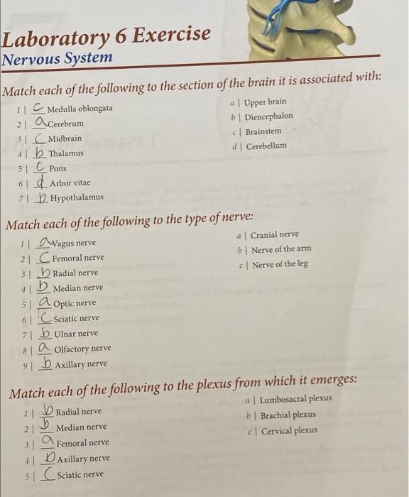 Solved Laboratory 6 Exercise Nervous System Match each of | Chegg.com