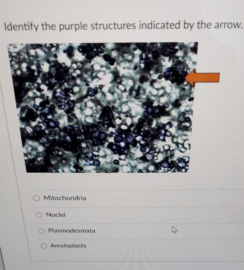 Solved Identify the purple structures indicated by the | Chegg.com