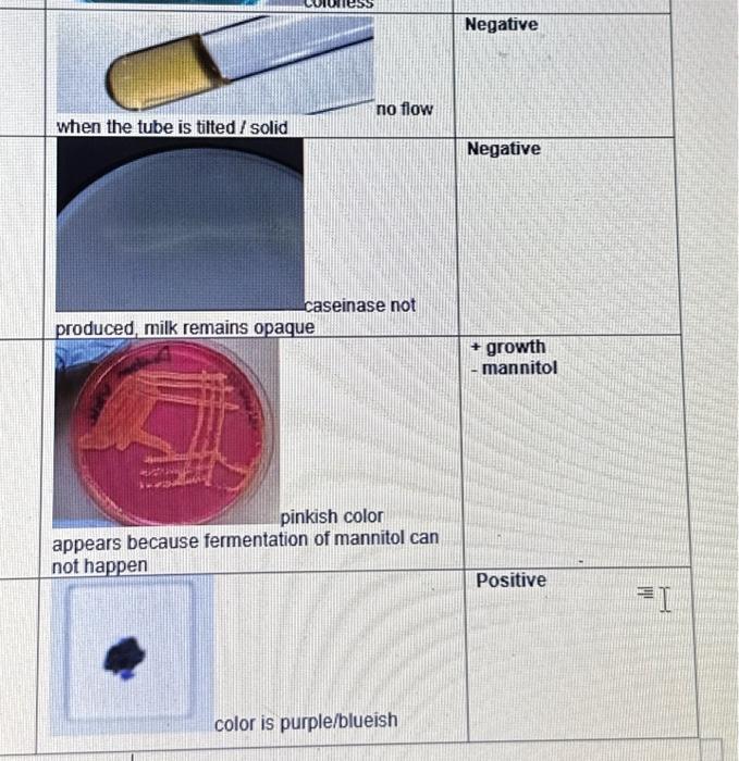 Solved Based on the following test observed: - Gram stain > | Chegg.com