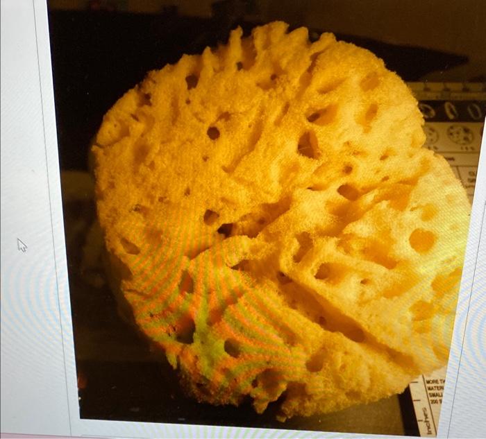 Solved Phylum Porifera (pore bearers): Sponges; includes | Chegg.com