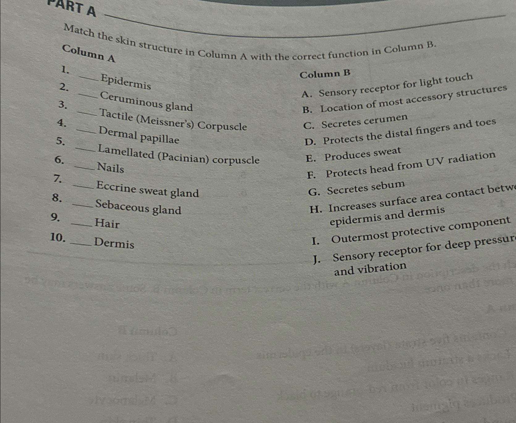 Solved ART ?AMatch the skin structure in Column A with the | Chegg.com
