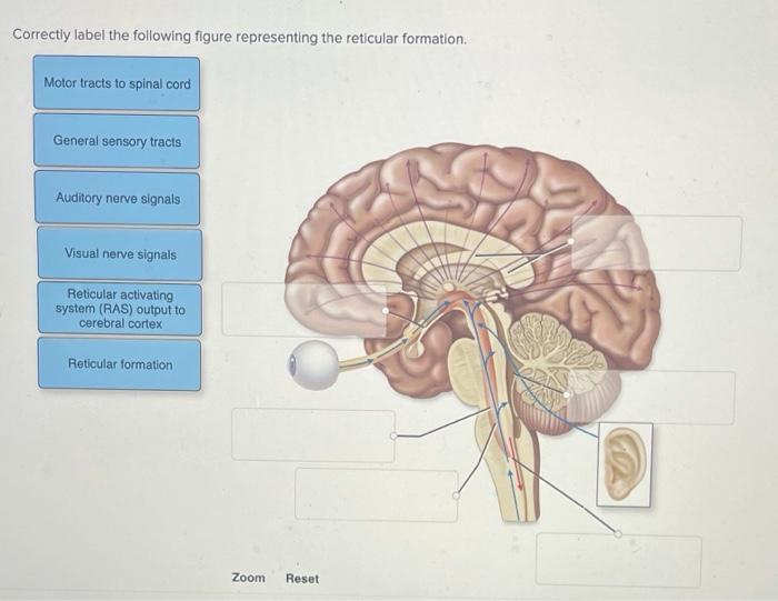 Reticular Activating System Diagram