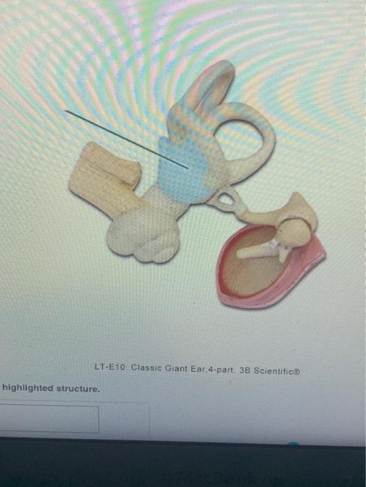 Solved LT-E10 Classic Giant Ear 4-part 3B Scientifico | Chegg.com