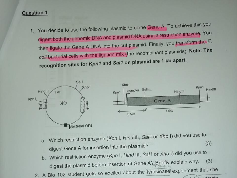 Solved 1. You decide to use the following plasmid to clone | Chegg.com