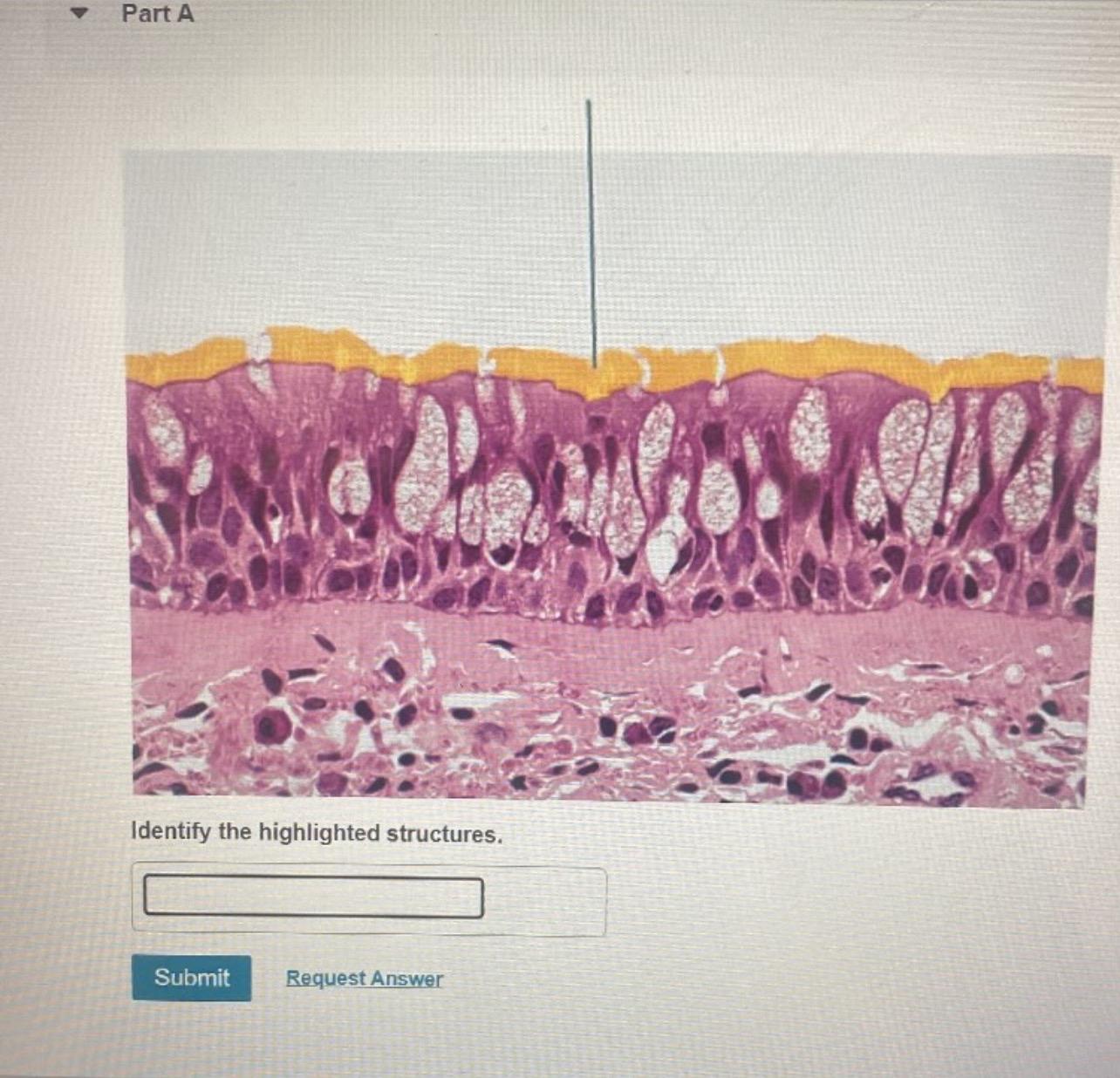 Solved Part AIdentify the highlighted structures.Request | Chegg.com