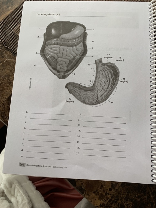 Solved Labeling Activity 2 fregion) Gregion) region 206 | Chegg.com