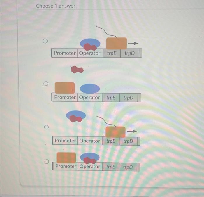Solved The trp operon in E. Coli is a coordinately | Chegg.com