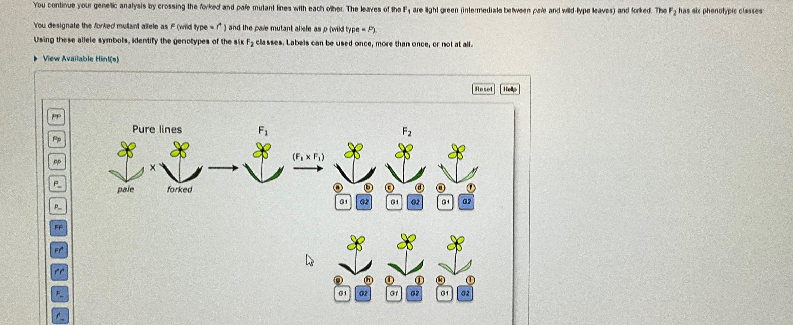 Solved You designate the forked mutant allele as F (wild | Chegg.com Solved You designate the forked mutant allele as F (wild | Chegg.com