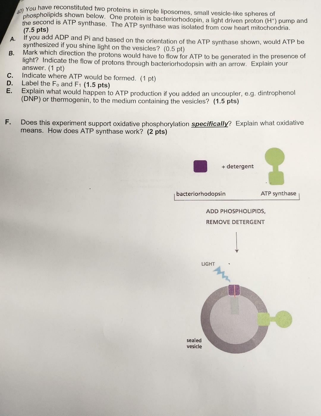 40) You have reconstituted two proteins in simple | Chegg.com