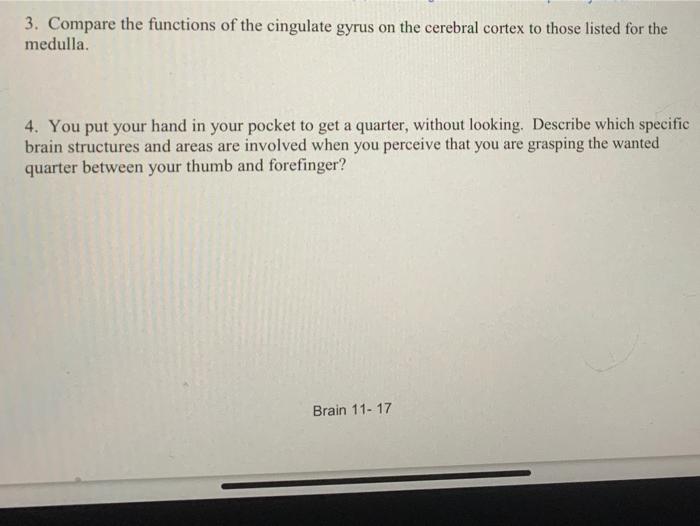 Solved 3. Compare the functions of the cingulate gyrus on | Chegg.com