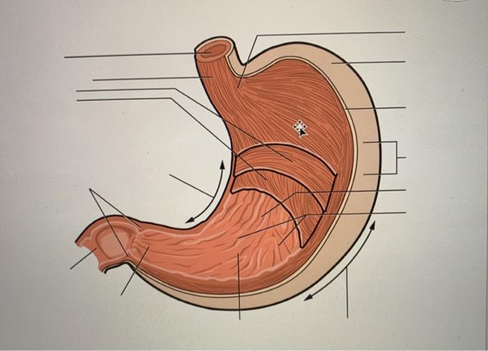 Solved label parts of Oral Cavity and stomach | Chegg.com