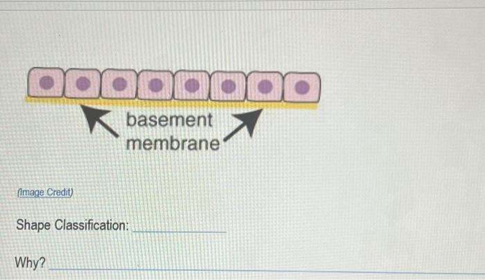 (Image Credit) Shape Classification: Why? | Chegg.com