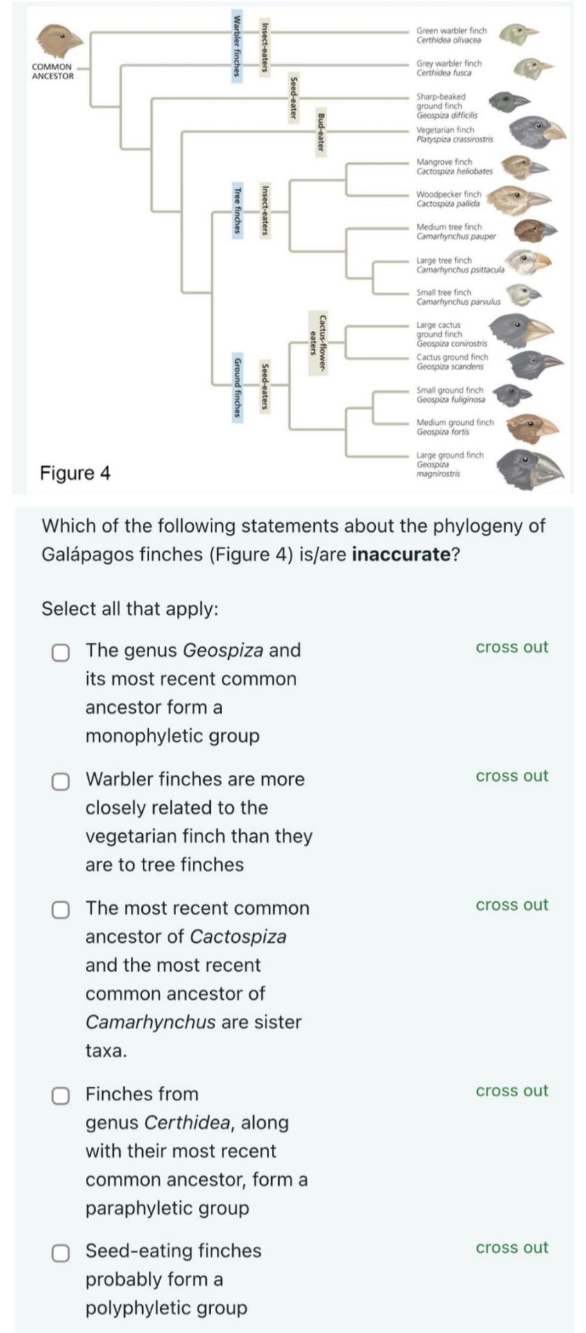 Solved Which of the following statements about the phylogeny | Chegg.com