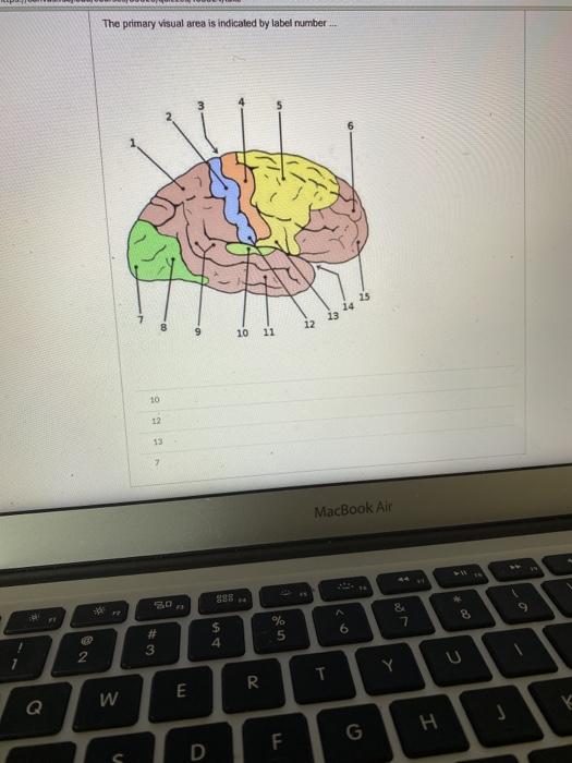 Solved The primary visual area is indicated by label | Chegg.com