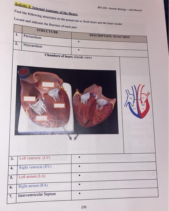 Solved Activity 3: Internal Anatomy of the Heart BIO 103 - | Chegg.com