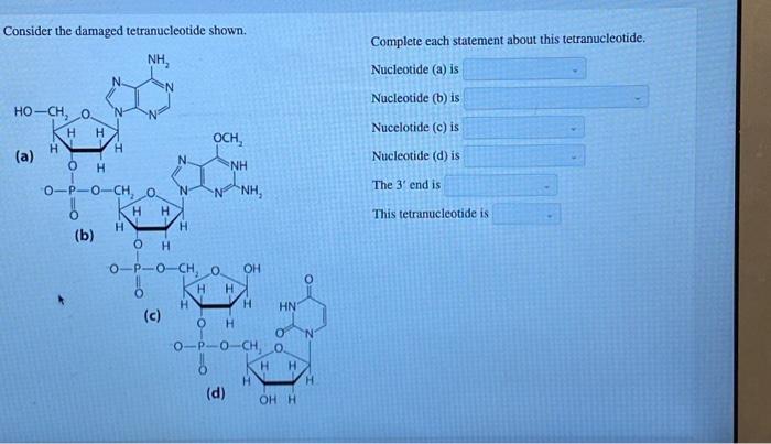 Consider the damaged tetranucleotide shown. Complete | Chegg.com