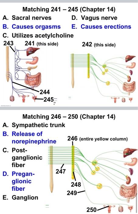 Solved Matching 196 – 200 (Female) A. Stratum functionalis | Chegg.com