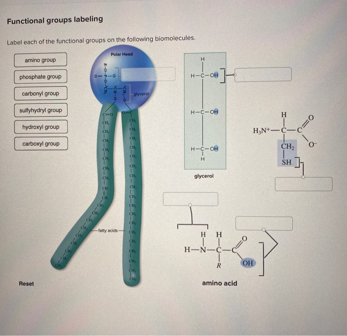 Solved H H3N-CO Functional groups labeling Label each of the | Chegg.com