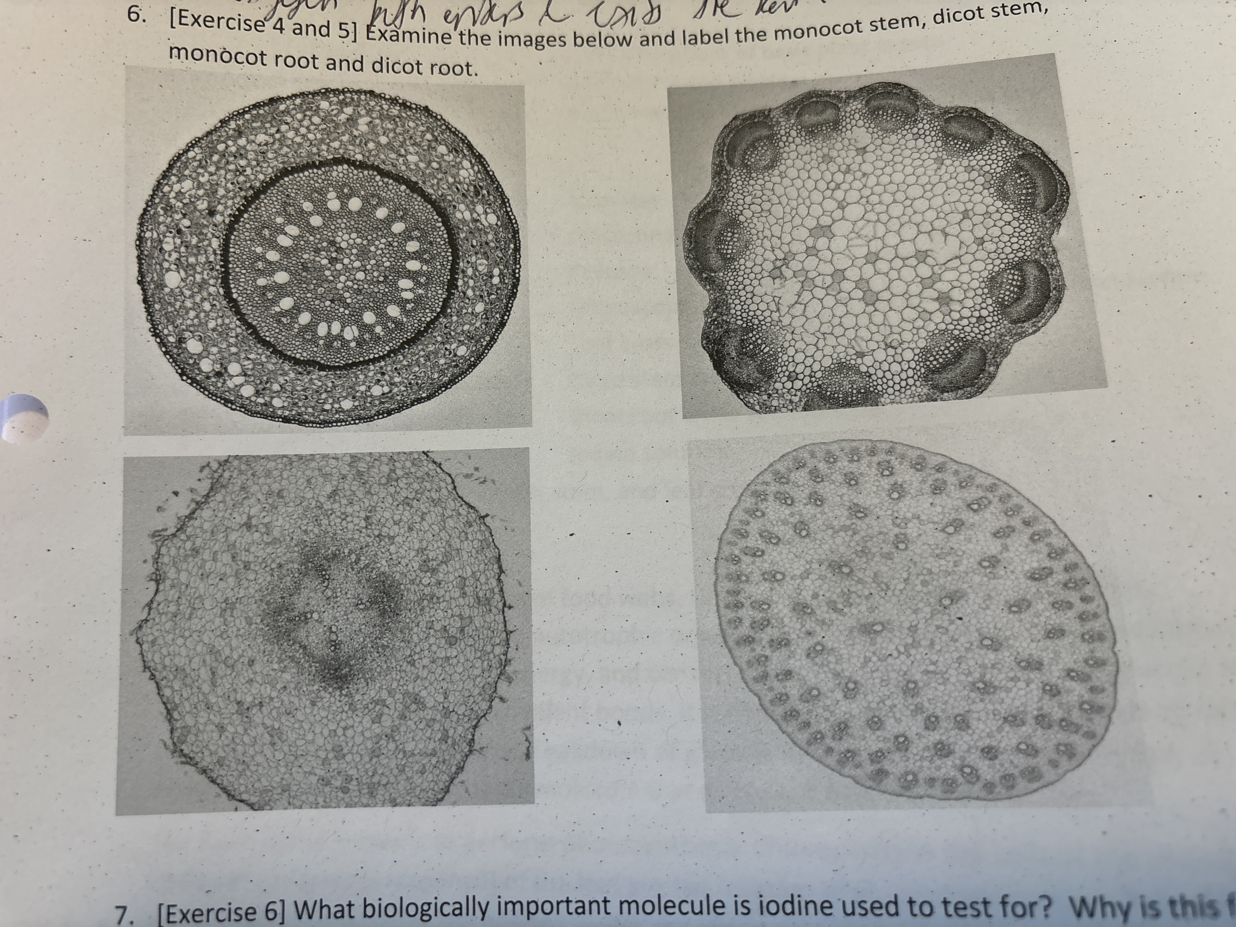 Solved 6. ﻿examine the images below and label the monocot | Chegg.com