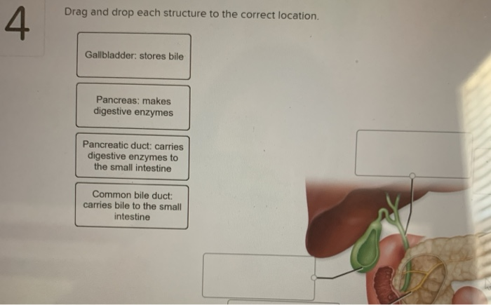 Drag and drop each structure to the correct location. | Chegg.com