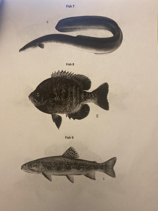 Solved Name Class Using and Making a Biological Key - Answer | Chegg.com