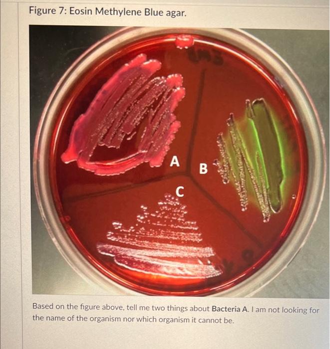 Solved Figure 7: Eosin Methylene Blue agar. А Α. B C Based | Chegg.com