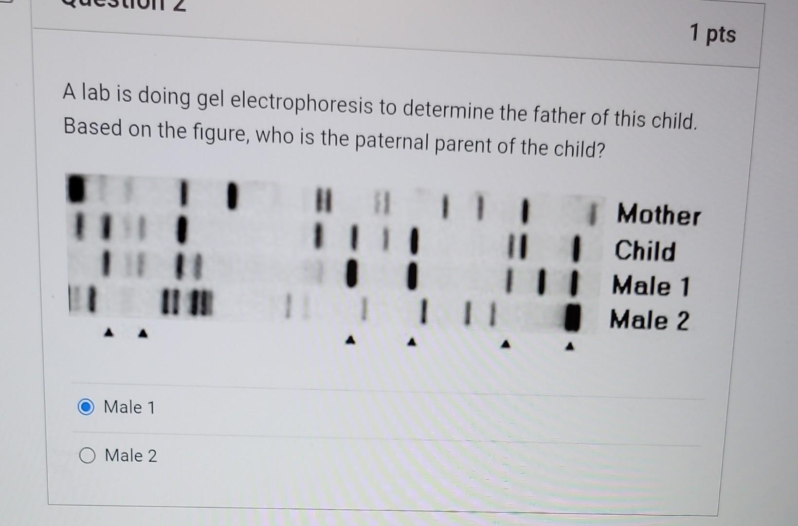Solved During the denaturation step in PCR, what kind of | Chegg.com