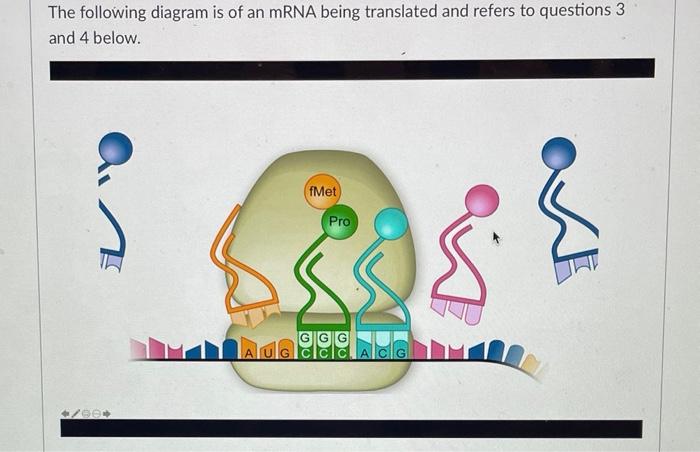 Solved The following diagram is of an mRNA being translated | Chegg.com