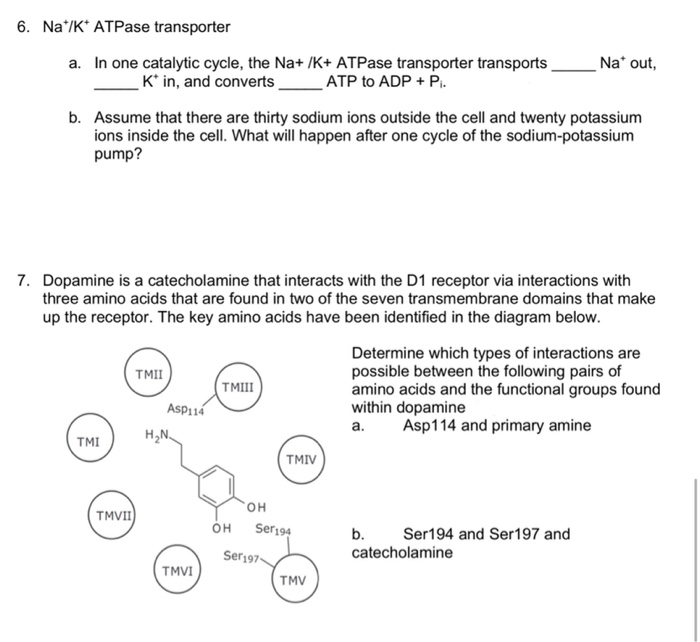 Solved 6. Nat/K* ATPase transporter a. In one catalytic | Chegg.com