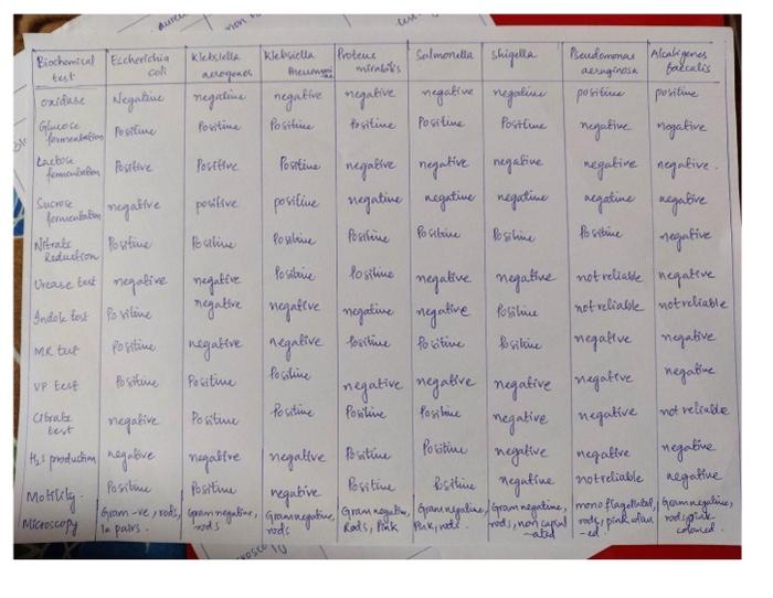 Solved can you please make dichotomous key for this. | Chegg.com Solved can you please make dichotomous key for this. | Chegg.com