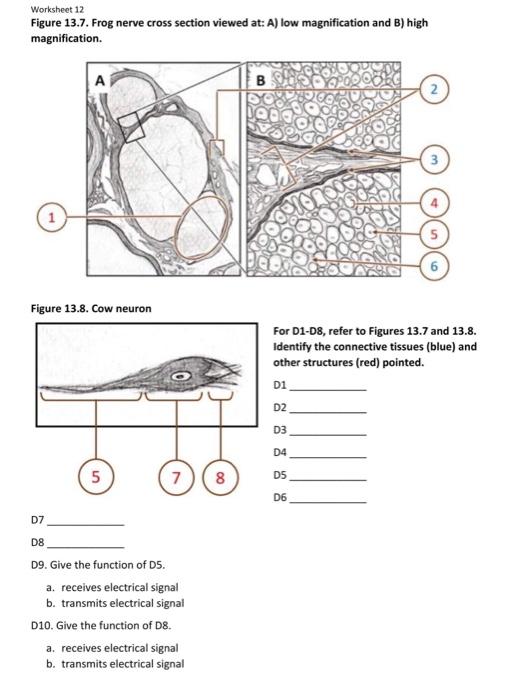 Solved Worksheet 12 Figure 13.7. Frog nerve cross section | Chegg.com