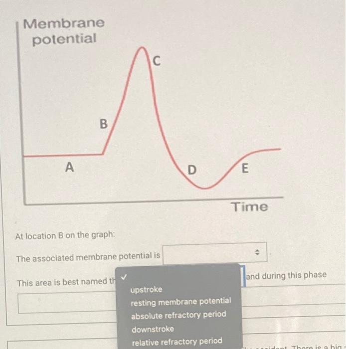 Solved At location B on the graph: The associated membrane | Chegg.com