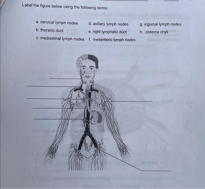 Solved Label the diagram of the lymph node using the | Chegg.com