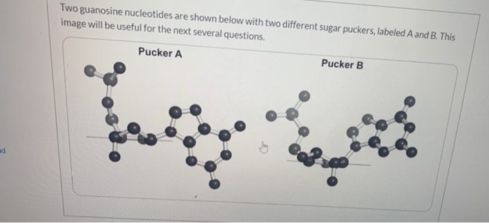 Solved Two guanosine nucleotides are shown below with two | Chegg.com