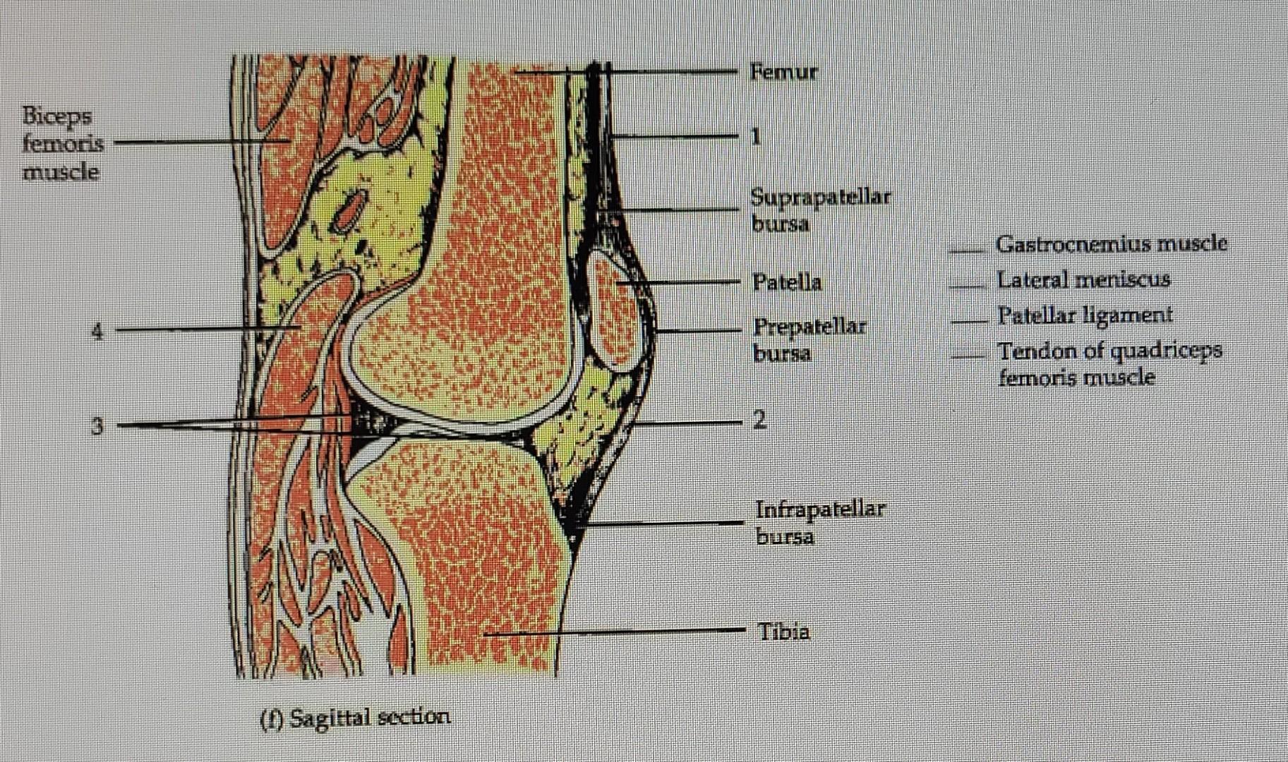 Solved Hemur Biceps femoris muscle Suprapatellar bursa | Chegg.com