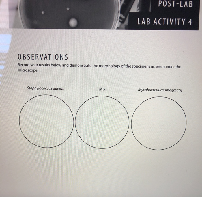 POST-LAB LAB ACTIVITY 4 OBSERVATIONS Record your | Chegg.com