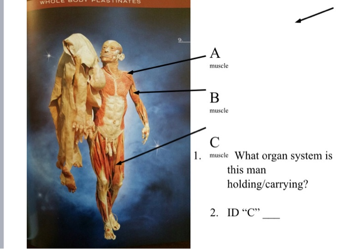 Solved WHOLE BOU PLASTINATES muscle muscle 1. muscle What | Chegg.com
