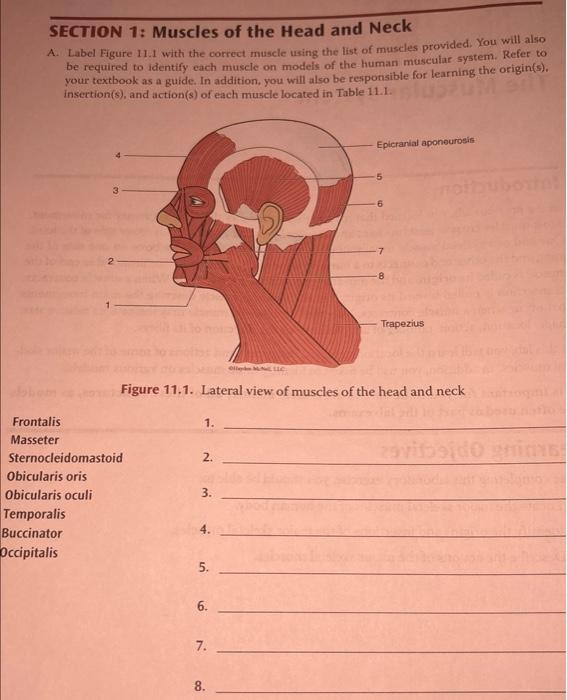 Solved SECTION 1: Muscles of the Head and Neck A. Label | Chegg.com