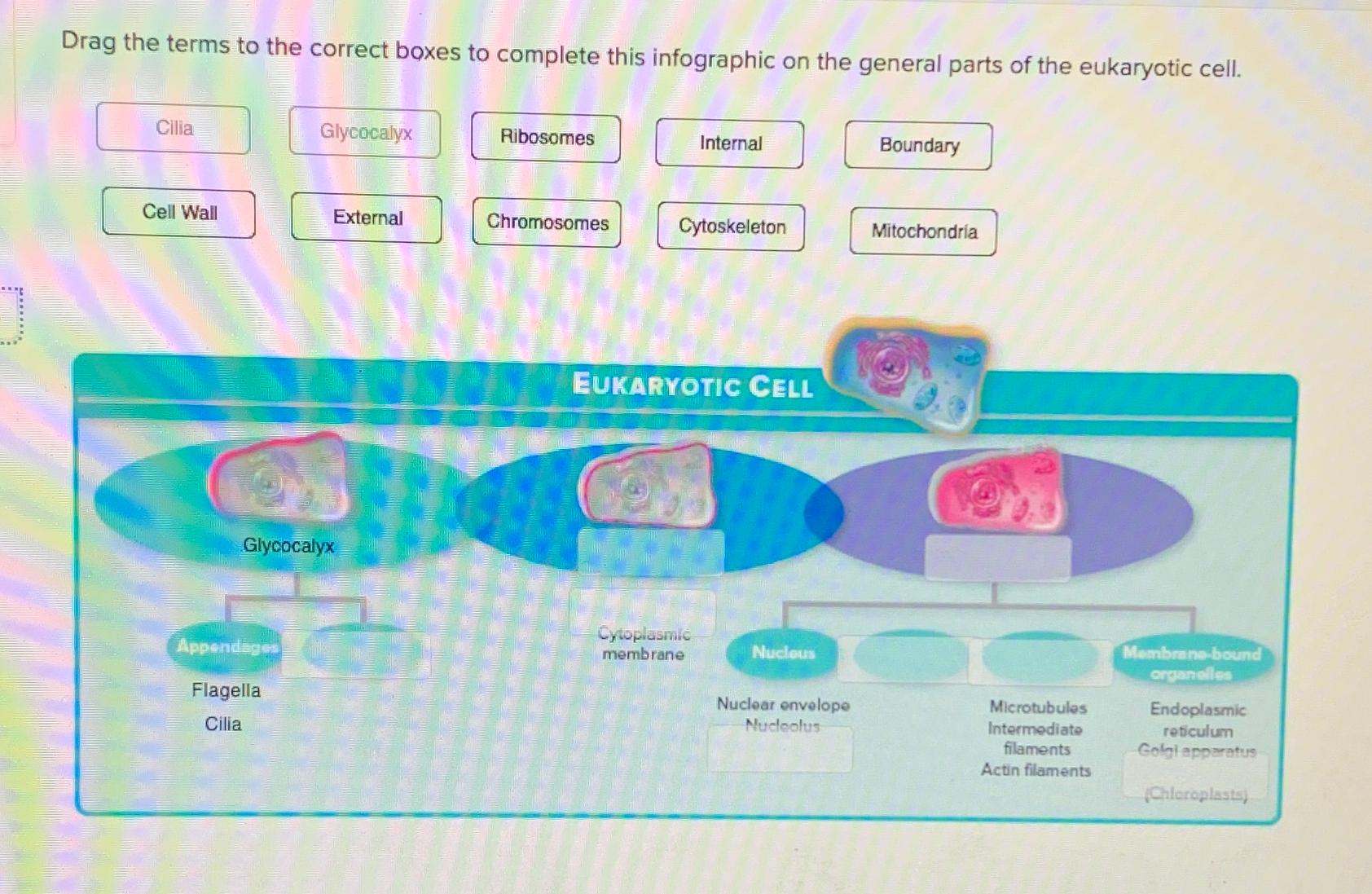 Solved Drag the terms to the correct boxes to complete this | Chegg.com