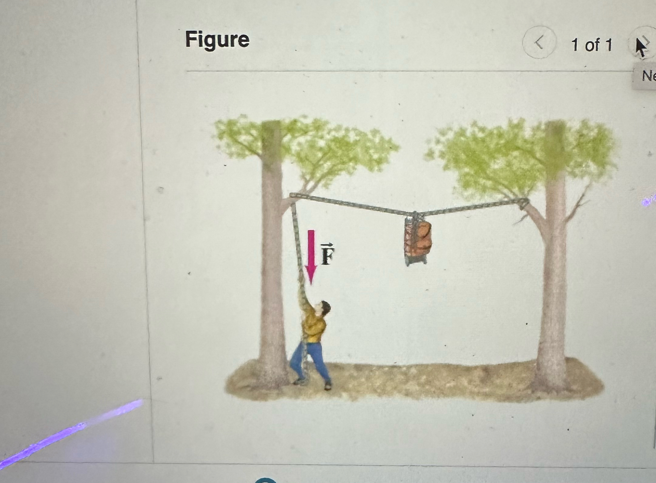 Solved The two trees in (Figure 1) ﻿are 5.2m ﻿apart. A | Chegg.com
