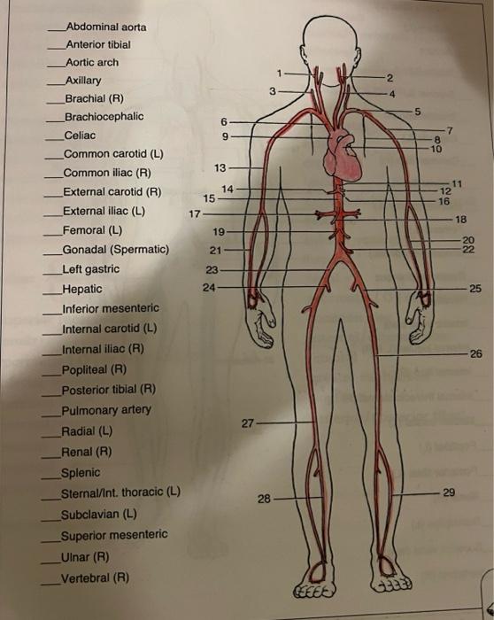 Solved Abdominal aorta Anterior tibial Aortic arch Axillary | Chegg.com