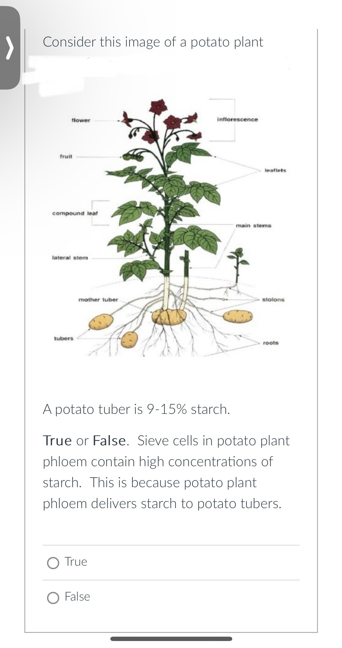 Solved Consider this image of a potato plantA potato tuber | Chegg.com