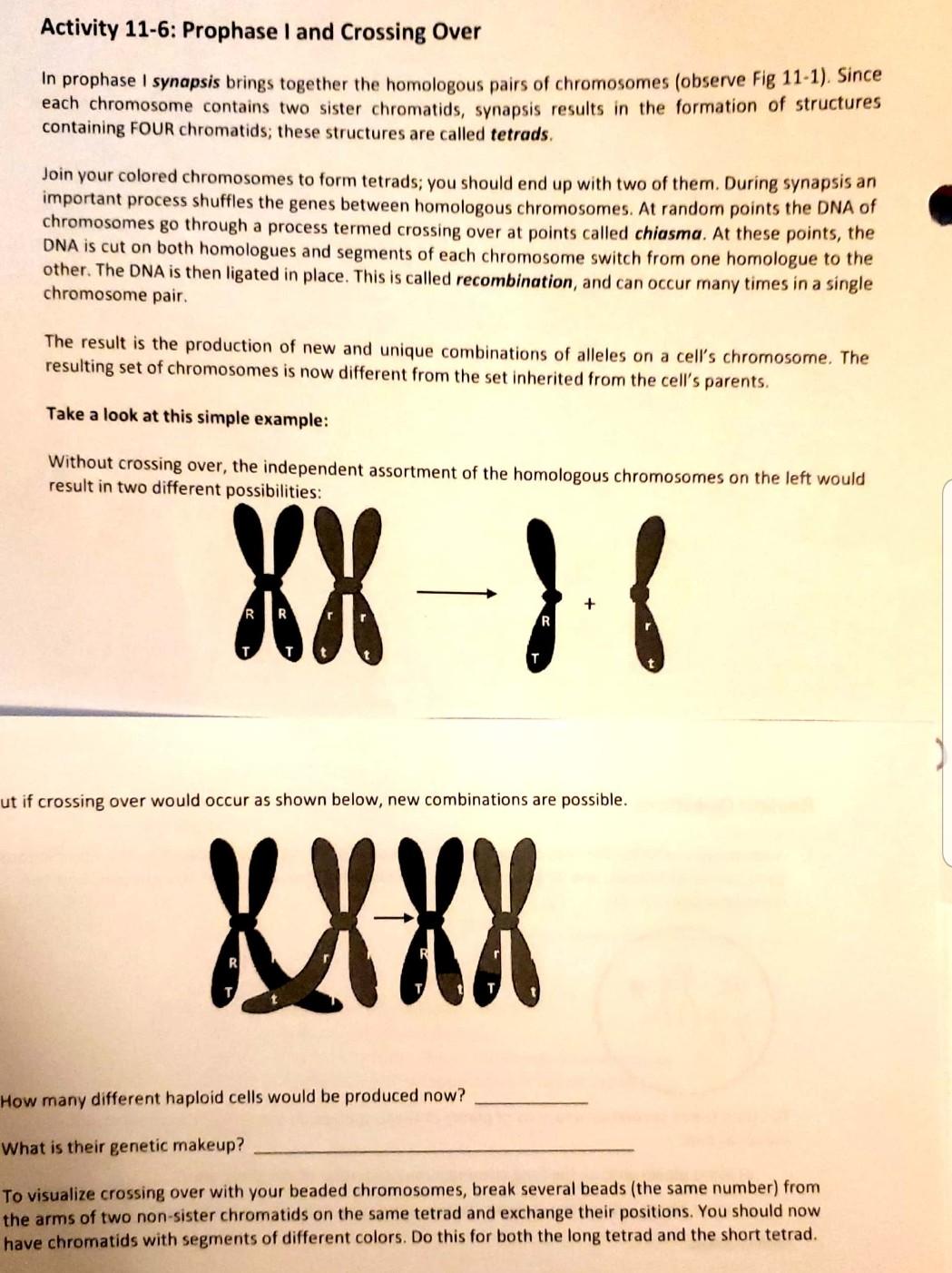 Solved Activity 11-6: Prophase I and Crossing Over In | Chegg.com