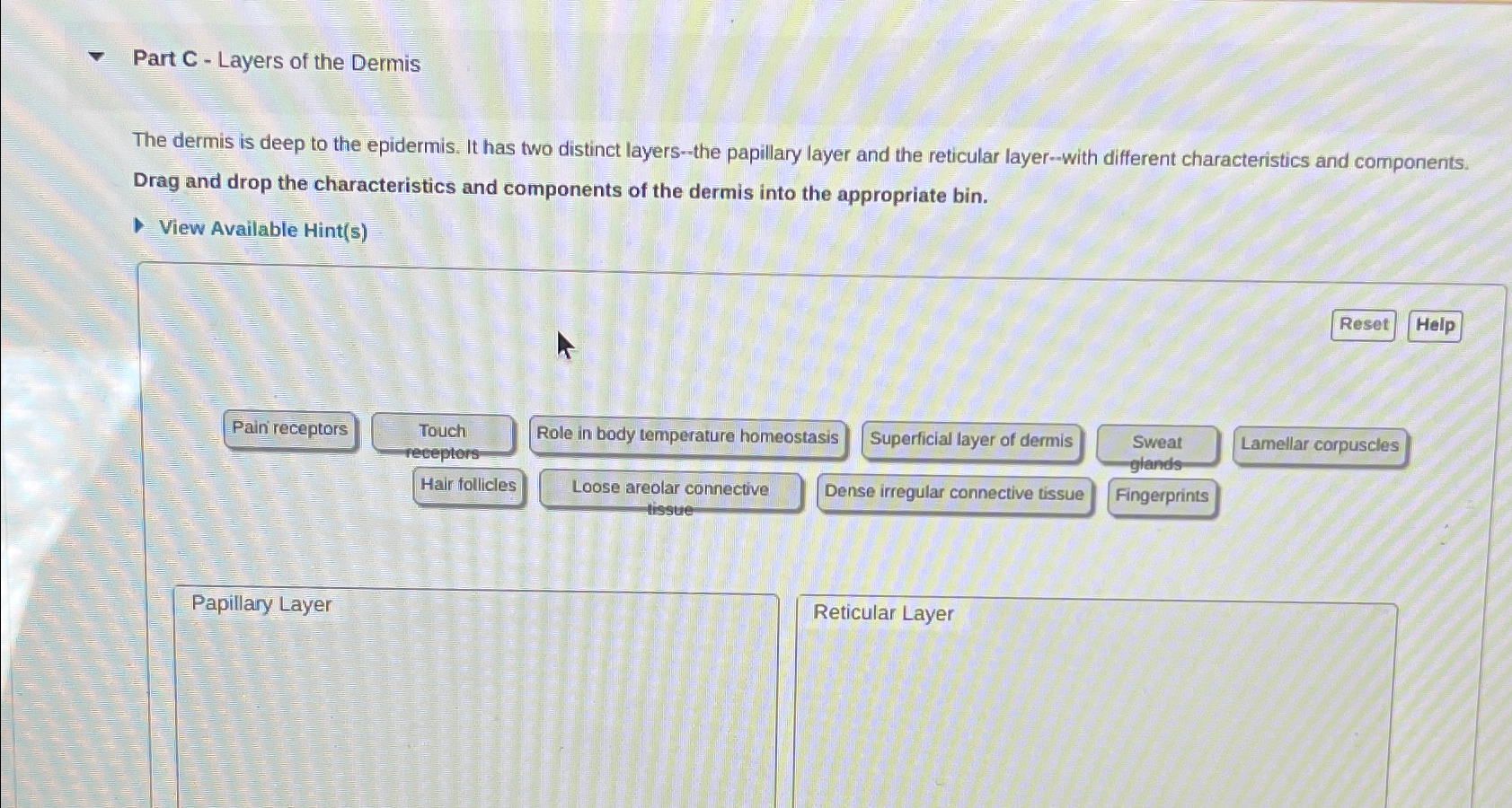Solved Part C - ﻿Layers of the DermisThe dermis is deep to | Chegg.com