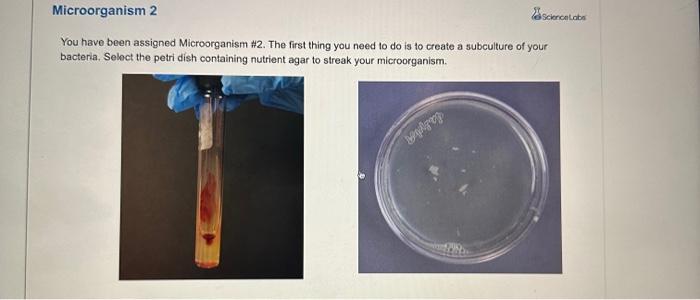 Identifying an Unknown Organism Table 1: Defining | Chegg.com