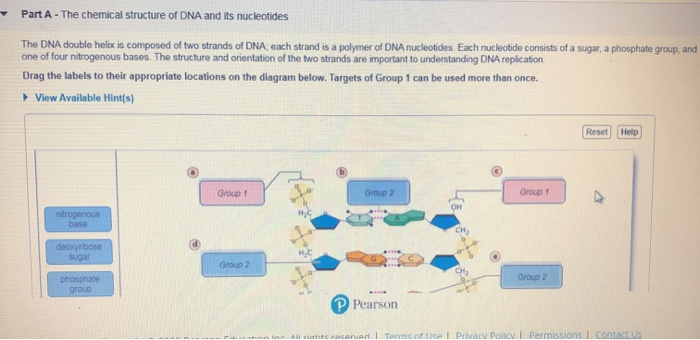 Solved: Part A - The Chemical Structure Of DNA And Its Nuc... | Chegg.com