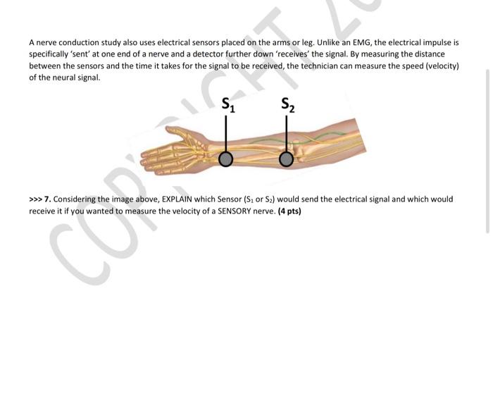 Solved A nerve conduction study also uses electrical sensors | Chegg.com